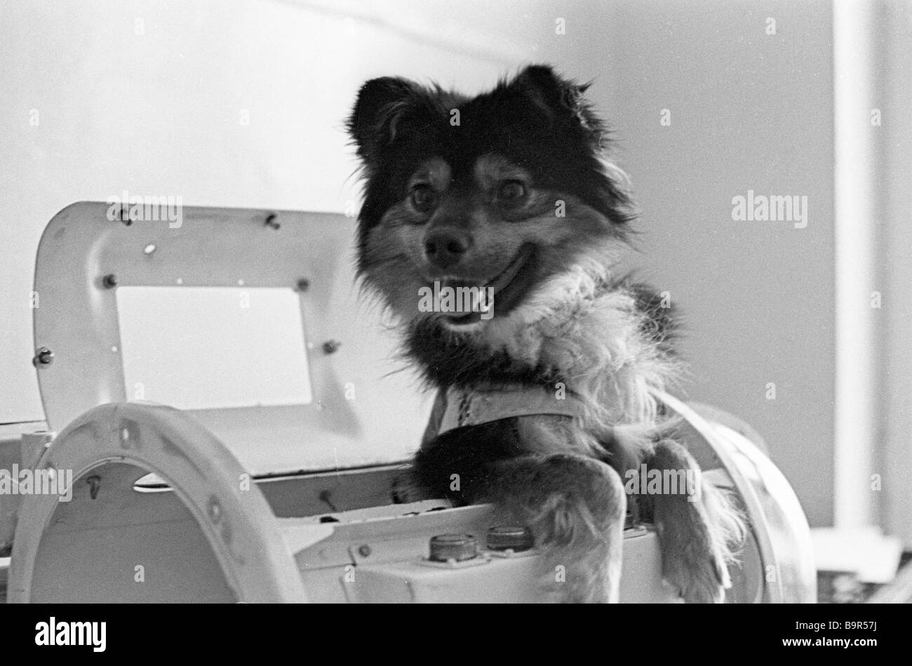 The cosmonaut dog Ugolyok Stock Photo - Alamy
