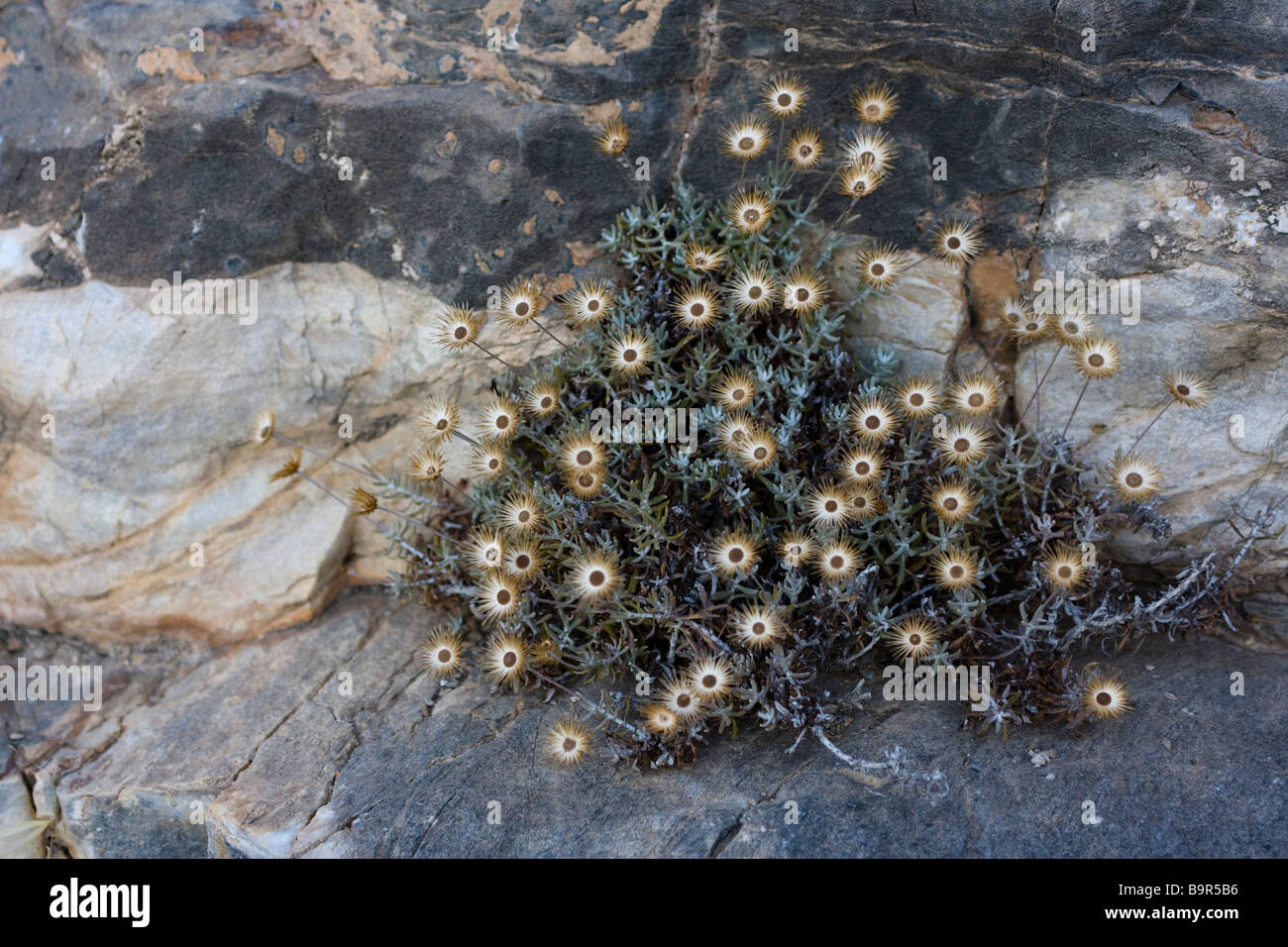 Greek plant hi-res stock photography and images - Alamy