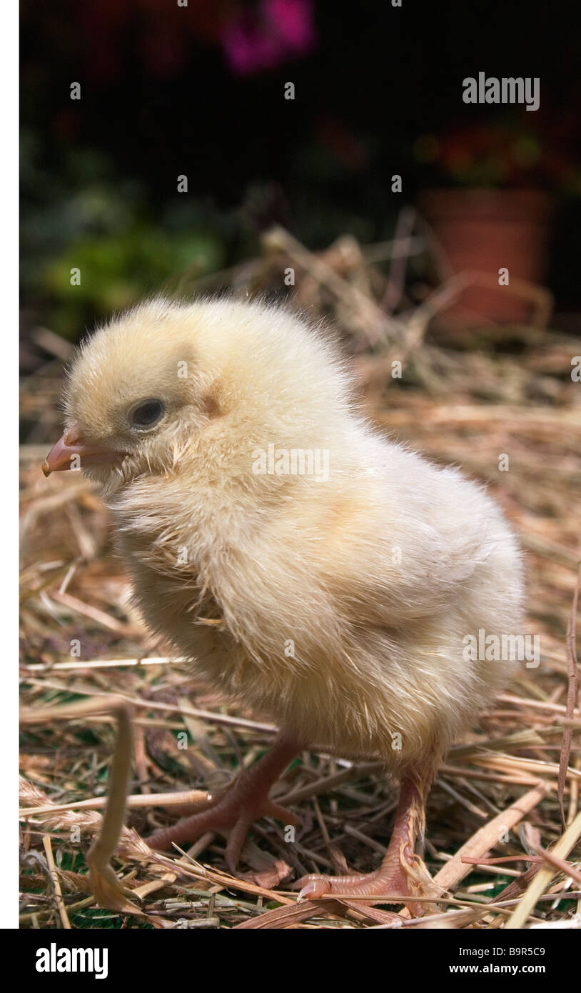 Organic reared chicken hi-res stock photography and images - Alamy