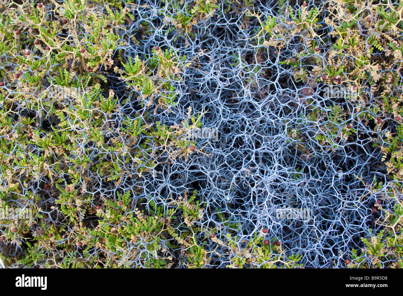 Greek plant hi-res stock photography and images - Alamy