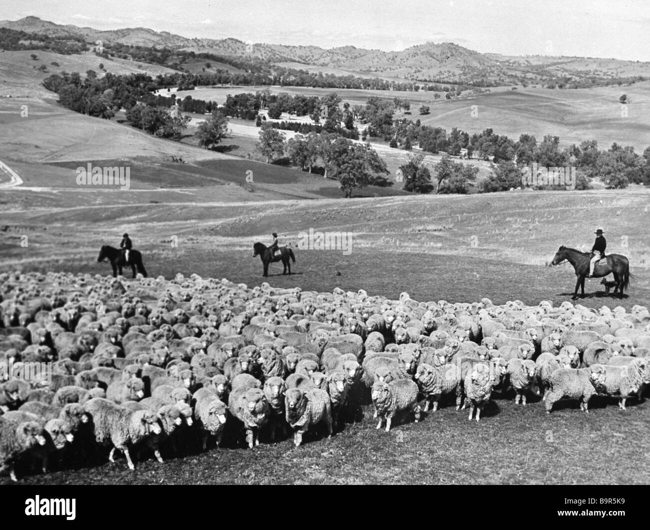 Merino Sheep Shearing Black and White Stock Photos & Images - Alamy