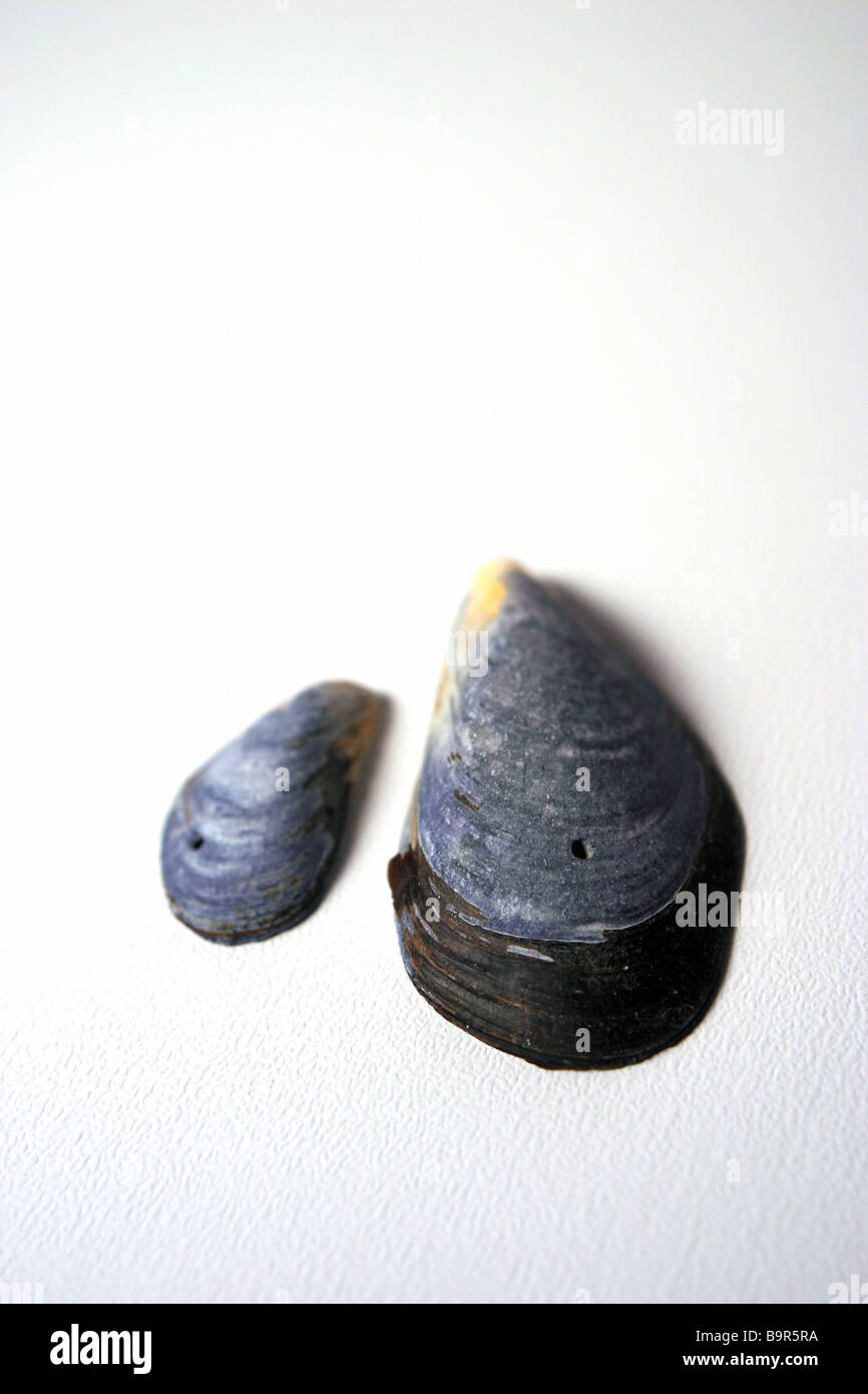 Two Blue Mussel shells Stock Photo - Alamy