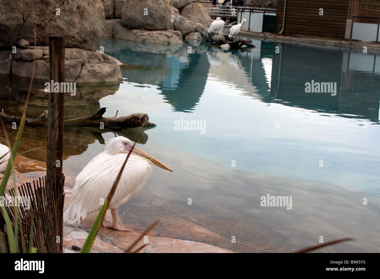 Largest of the pelican species hi-res stock photography and images - Alamy