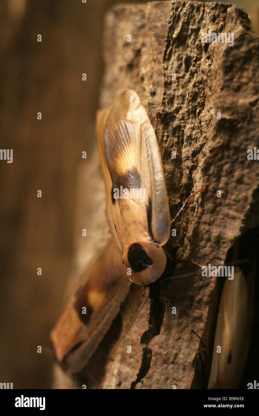 Brazilian Giant Cockroach Stock Photo - Alamy