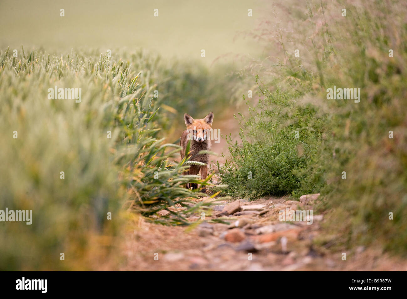 United Kingdom, Scotland, Red Fox (Vulpes vulpes Stock Photo - Alamy