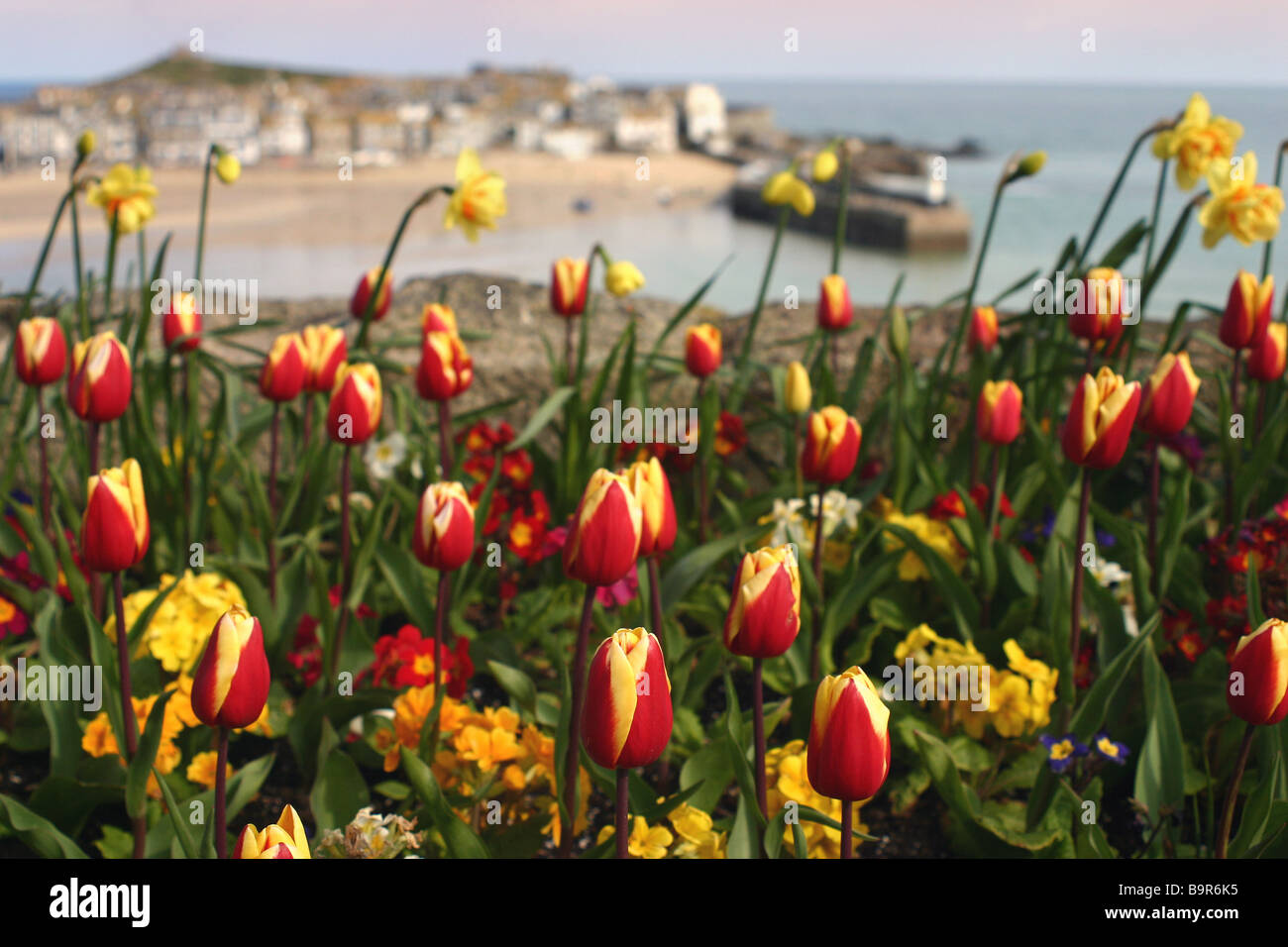 Spring flower bed overlooking St. Ives harbour Cornwall UK Stock Photo ...