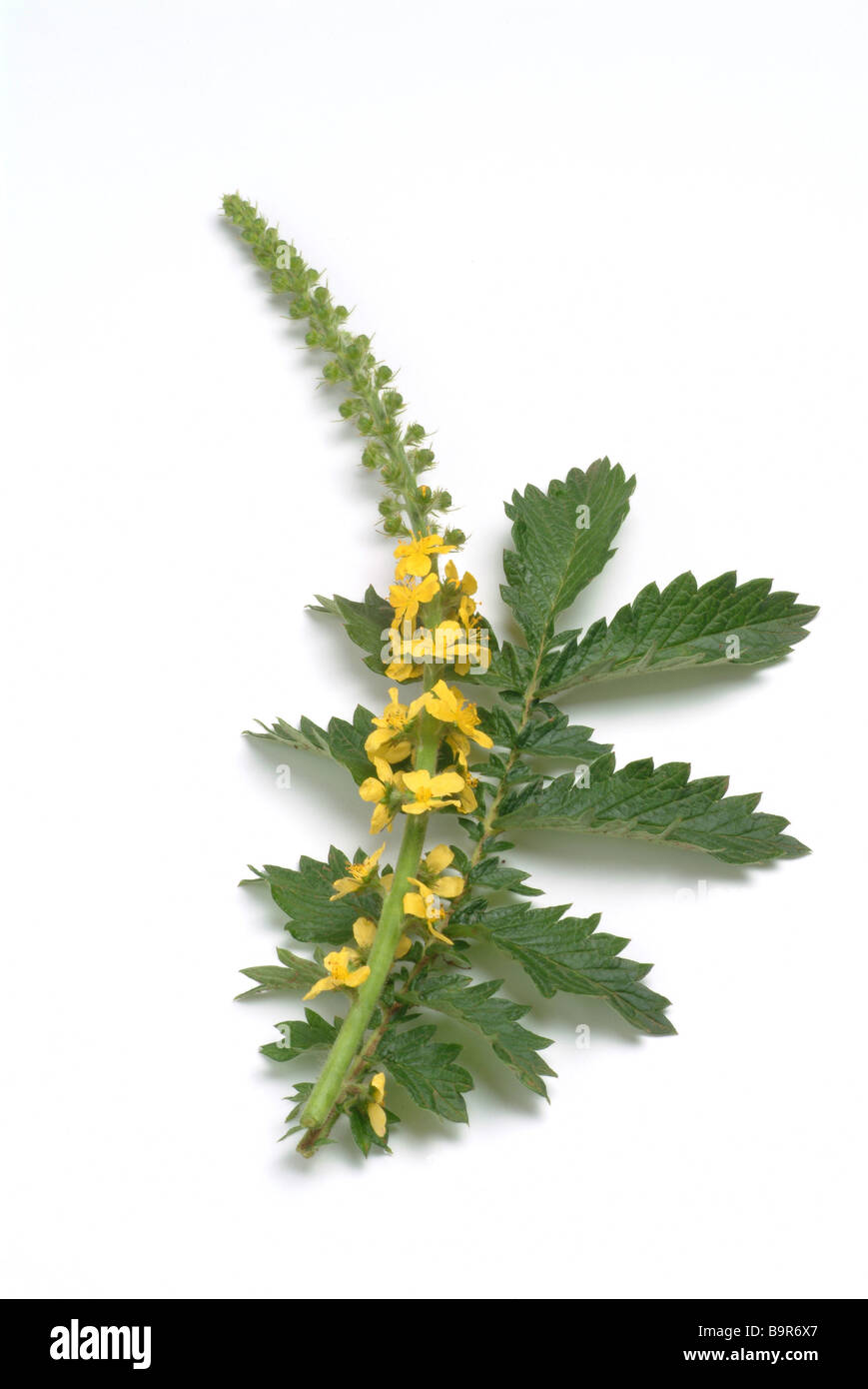 Medicinal plant Odermennig Common Agrimony Agrimonia eupatoria Stock ...