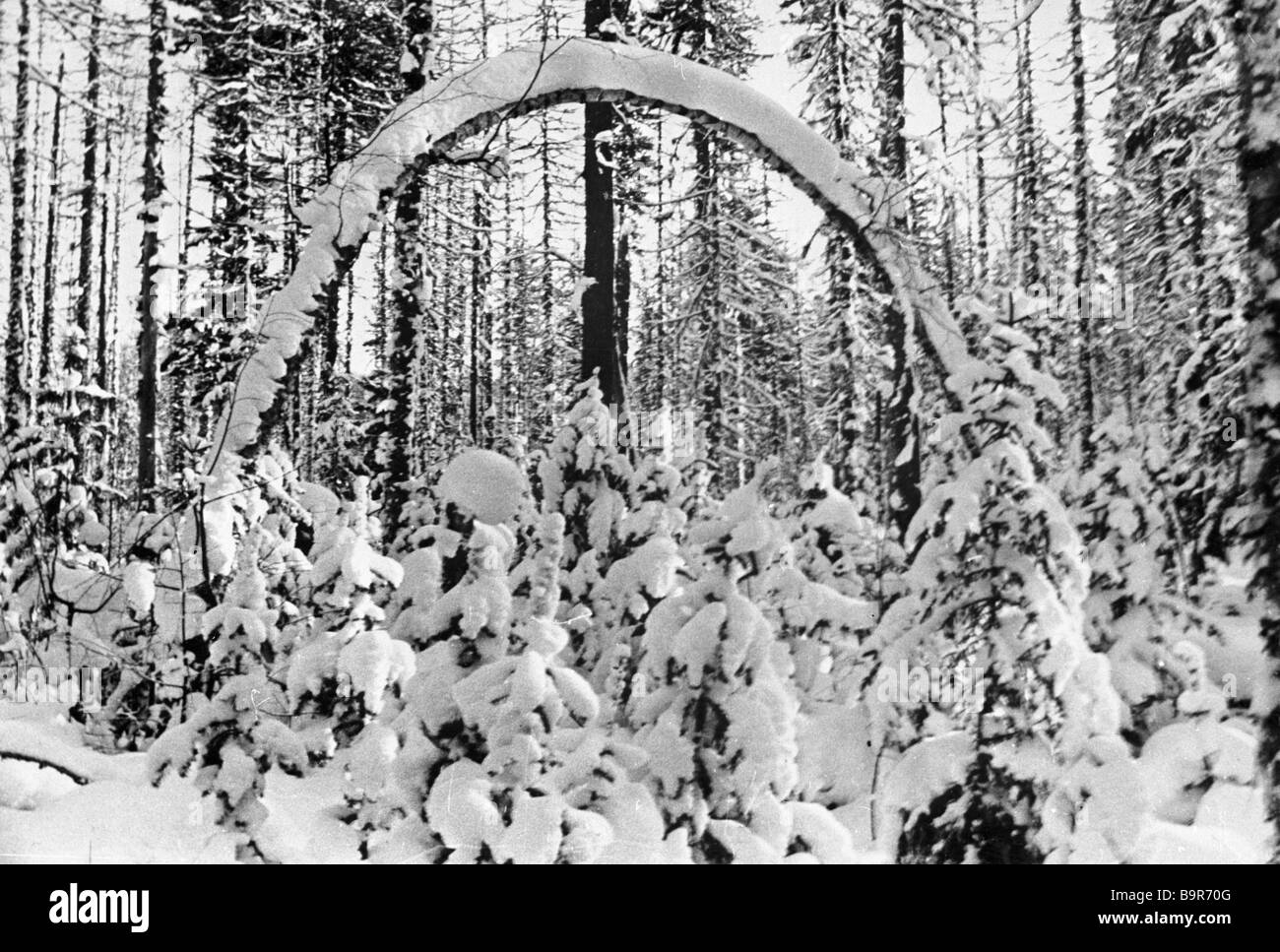 The Siberian taiga Stock Photo - Alamy