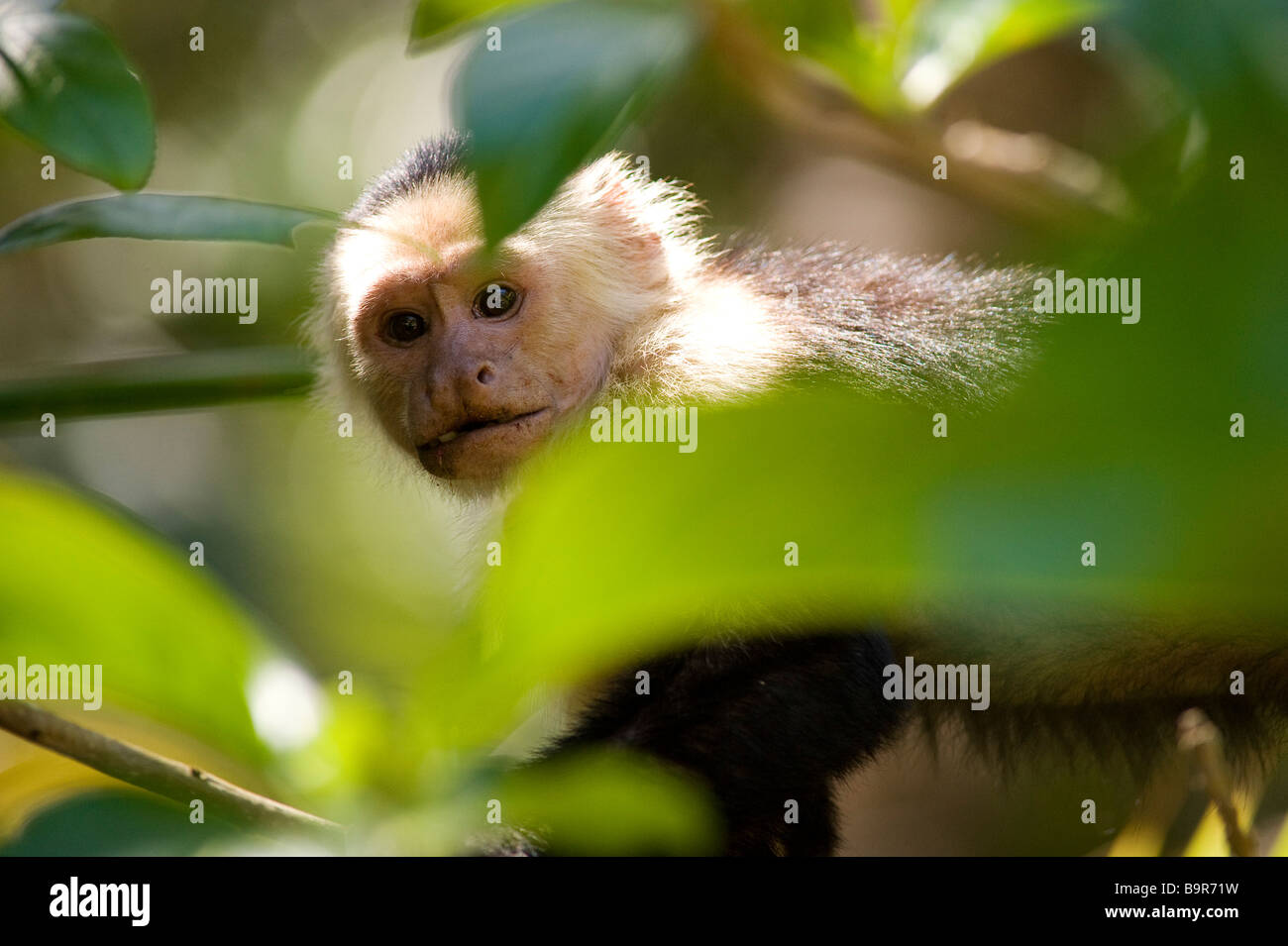 Costa Rica, Limon Province, Caribbean coast, Cahuita National Park ...