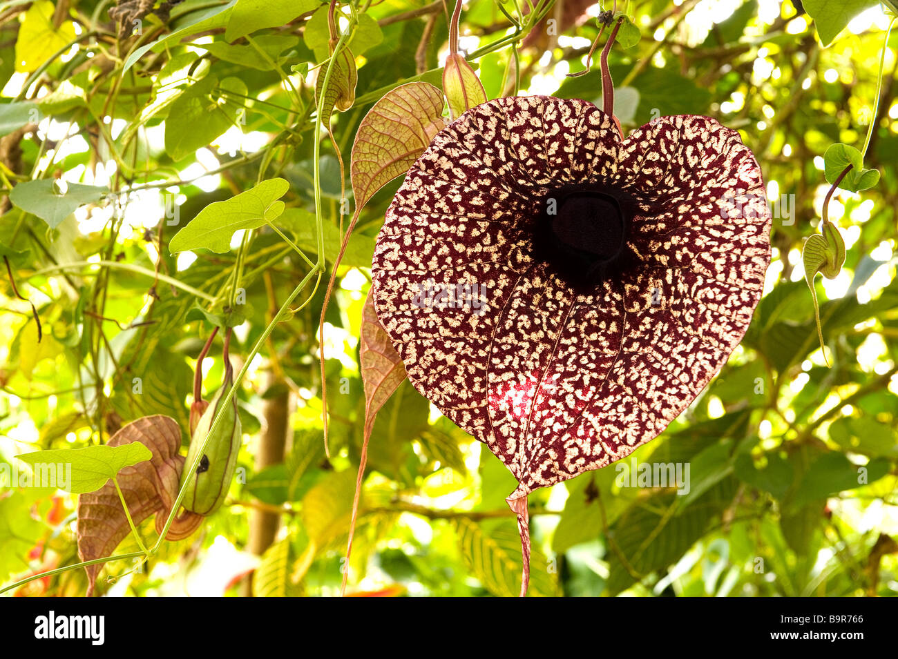 Costa Rica, Puntarenas Province, Santa Elena, flower Stock Photo - Alamy