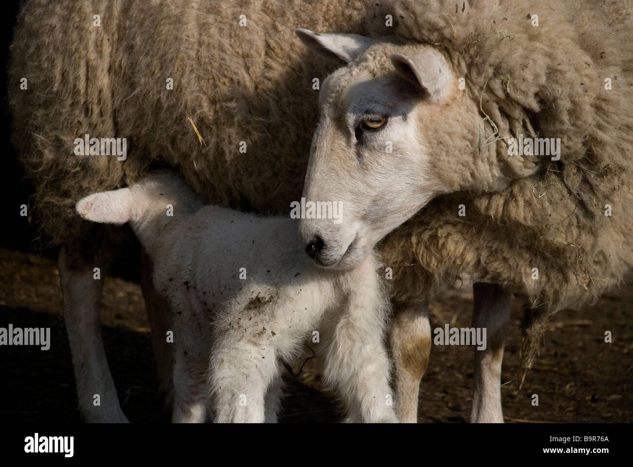 sheep lamb baa bah fence gate sun shine hello face nose ears eyes wool ...