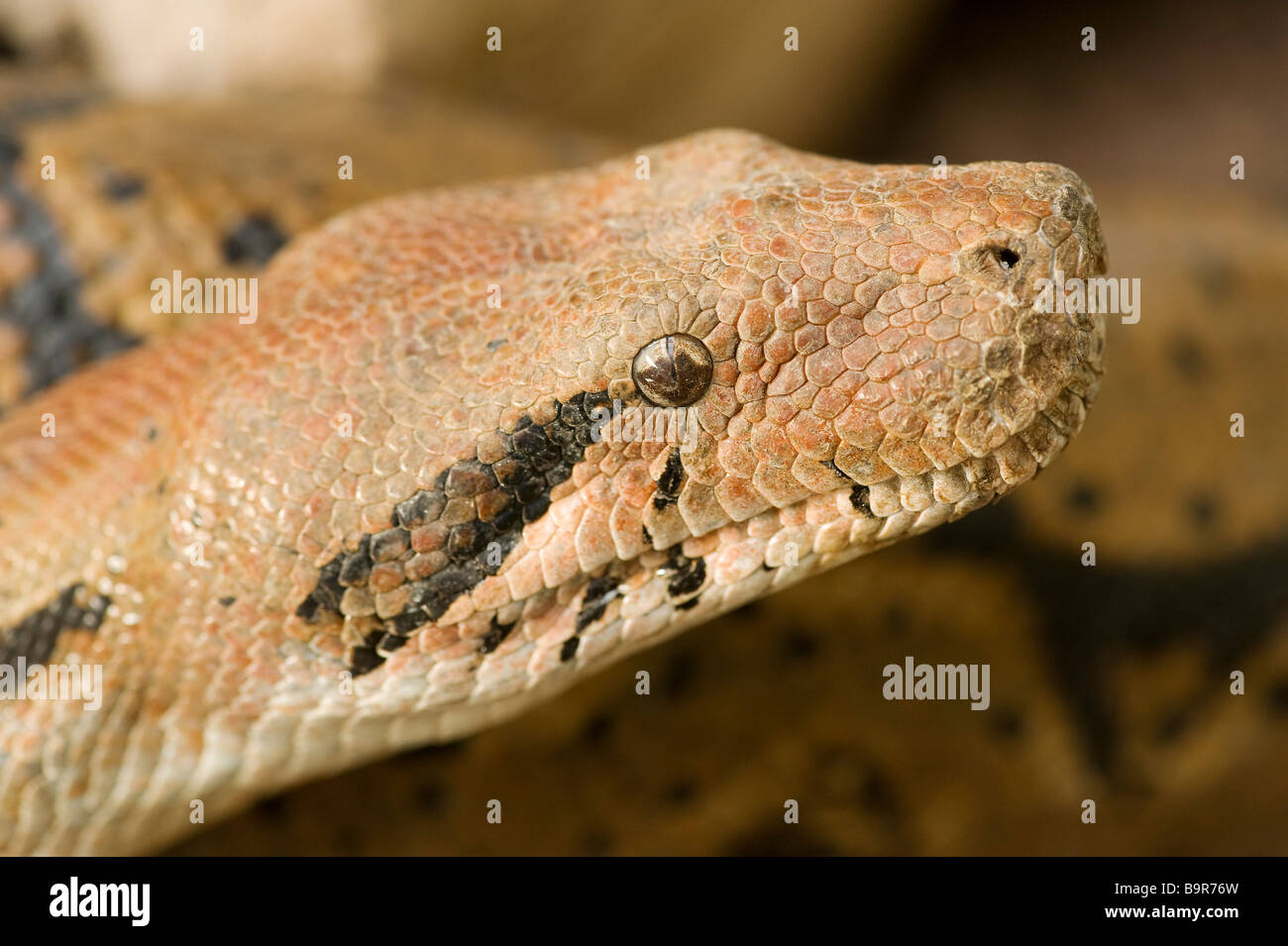 Costa Rica, Puntarenas Province, Santa Elena, Serpentarium, boa ...
