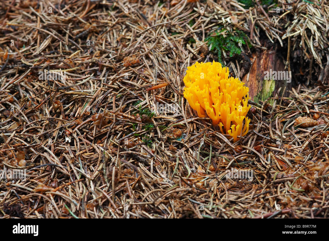 Yellow coral fungus hi-res stock photography and images - Alamy