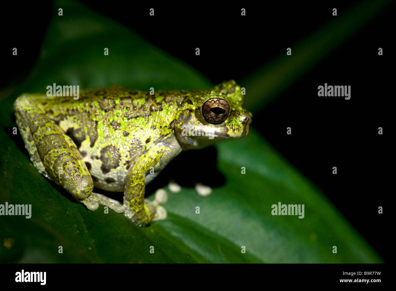 Costa Rica, Puntarenas Province, Santa Elena, Ranarium Stock Photo - Alamy