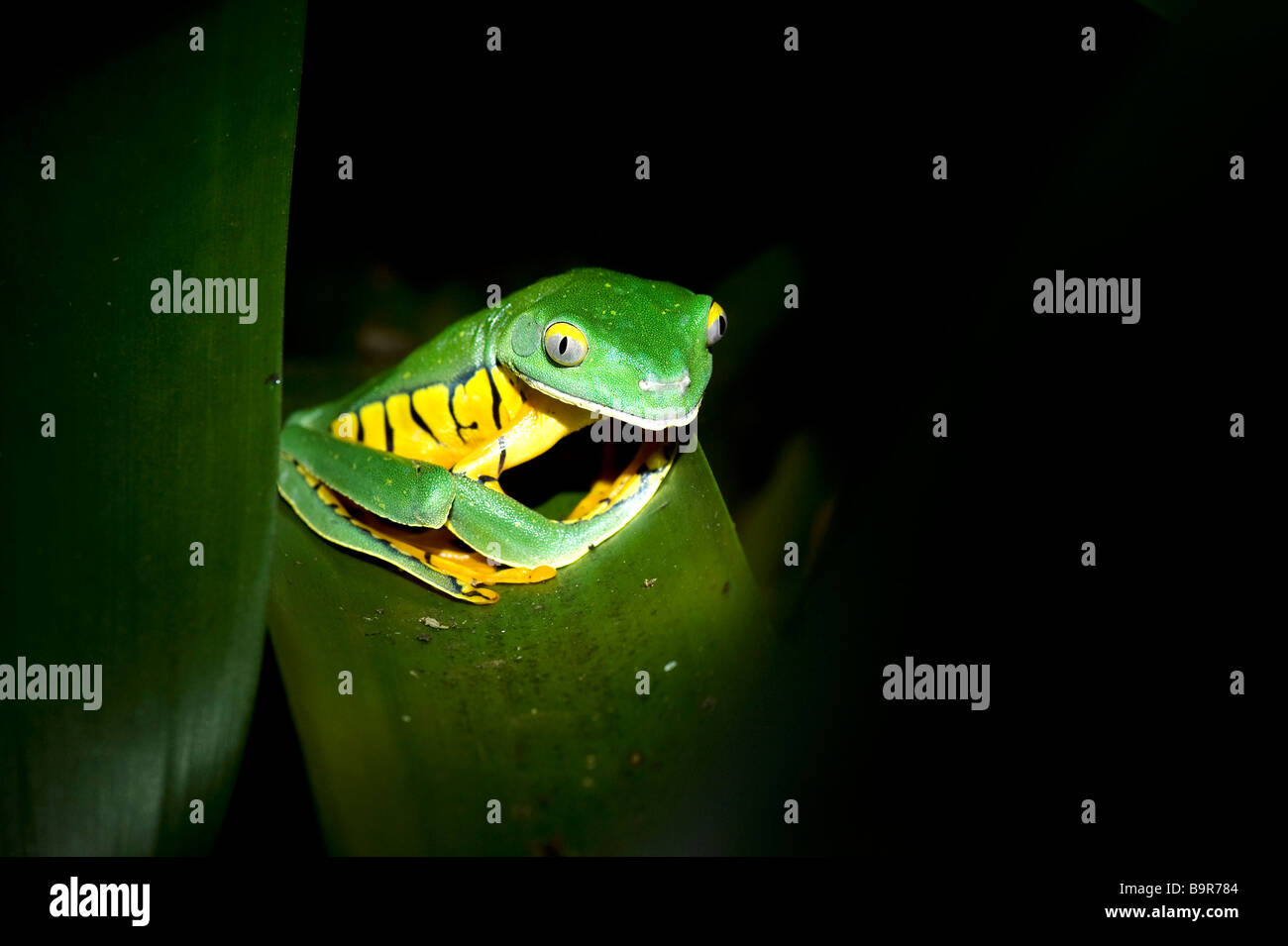 Costa Rica, Puntarenas Province, Santa Elena, Ranarium Stock Photo - Alamy