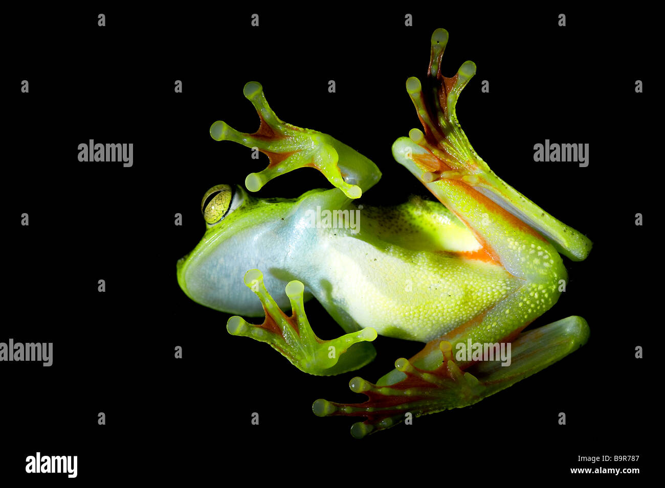 Ranarium hi-res stock photography and images - Alamy