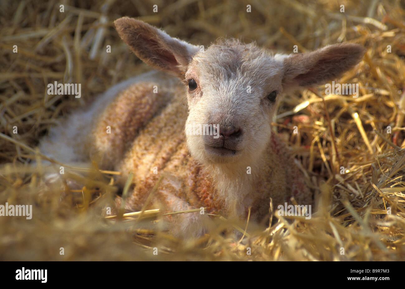 newborn baby lamb in straw Stock Photo - Alamy