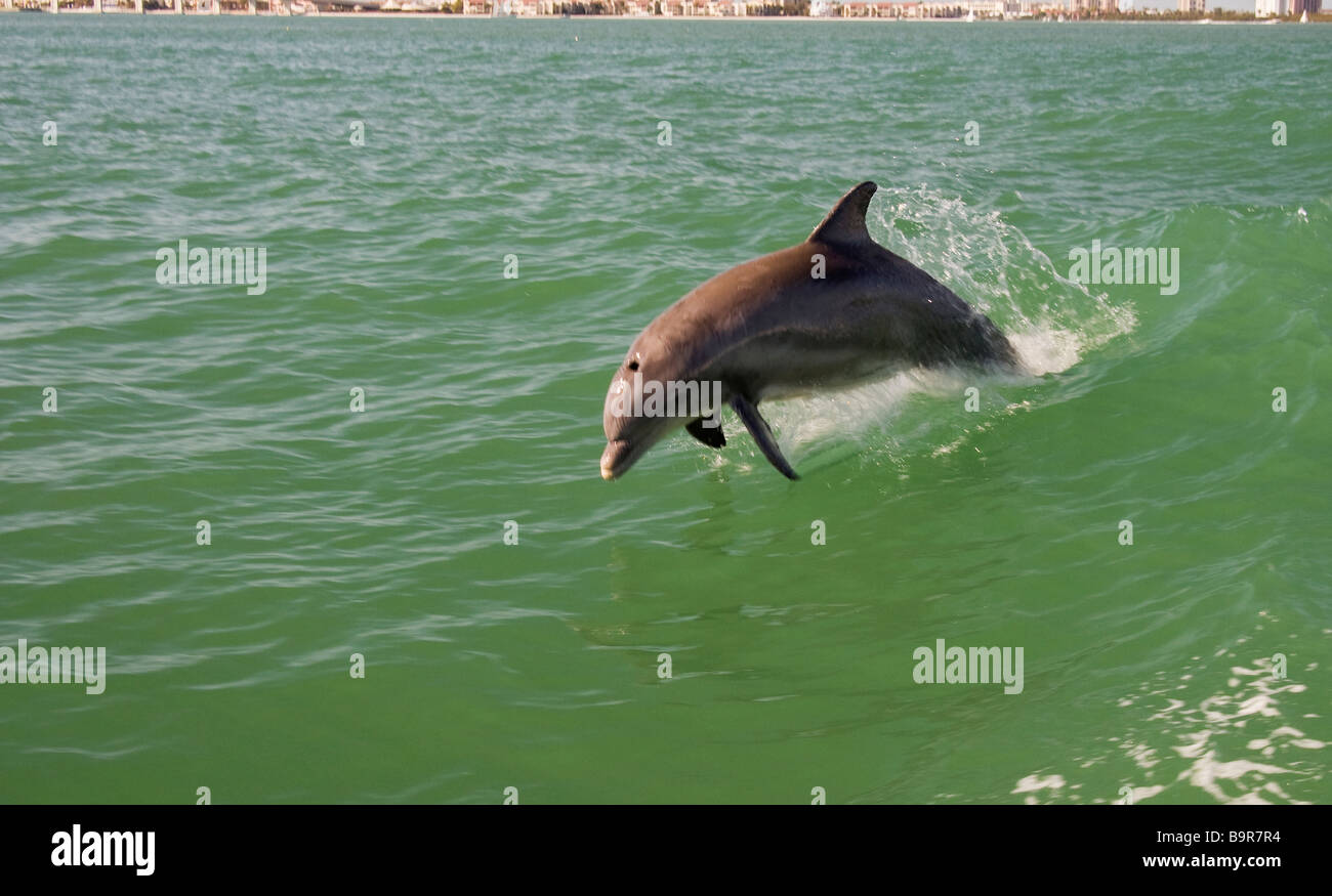 Dolphin fish diving in sea Stock Photo - Alamy