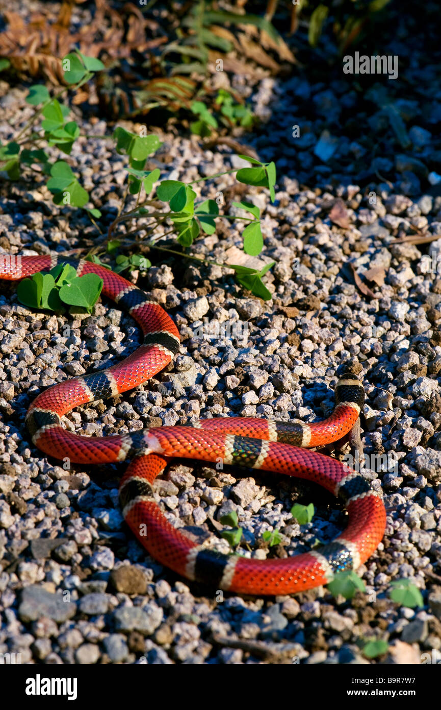 Coral snake micrurus nigrocinctus hi-res stock photography and images ...