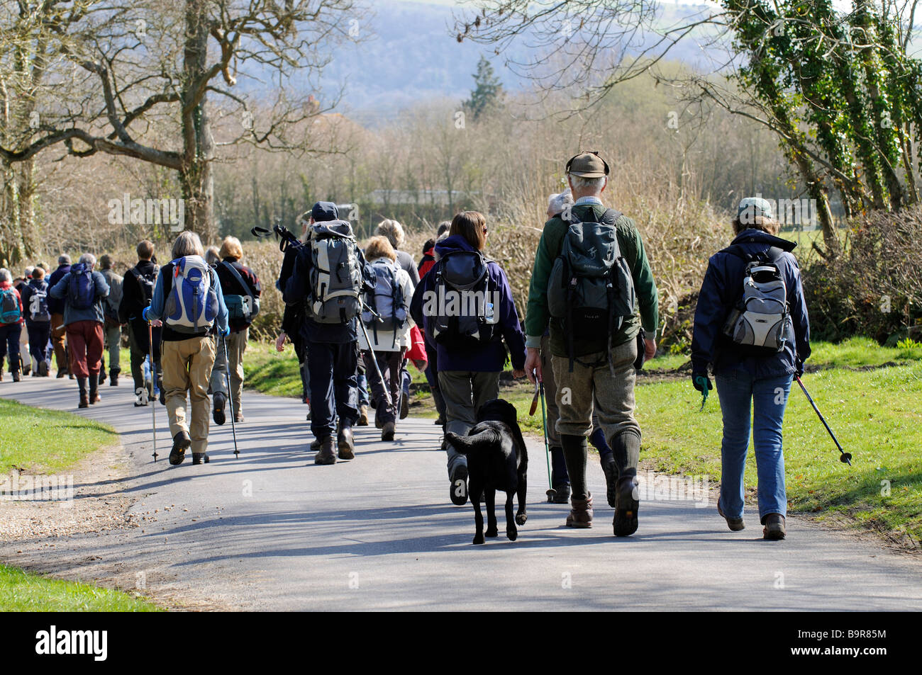 Group of walkers on a Dorset countryside lane at Shillingstone southern ...
