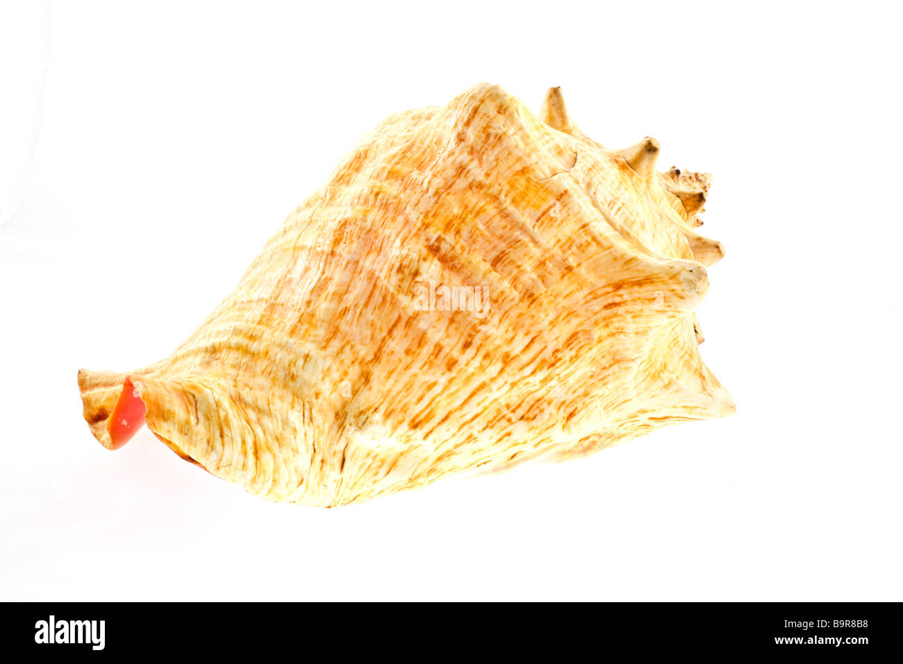 big sea shell on a white background Stock Photo - Alamy