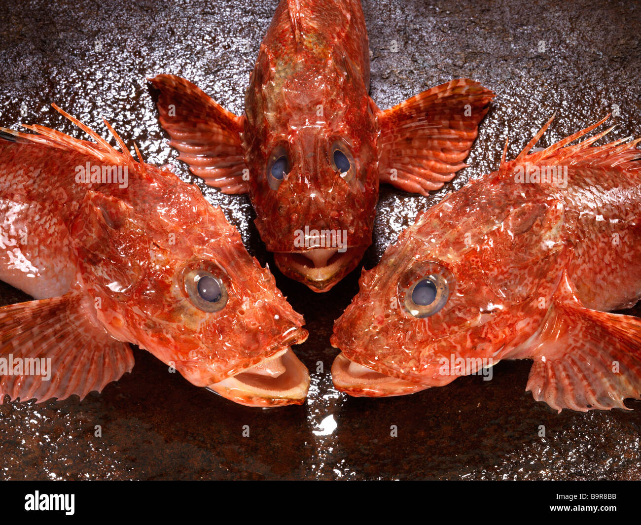 Rascasse Rouge High Resolution Stock Photography and Images - Alamy