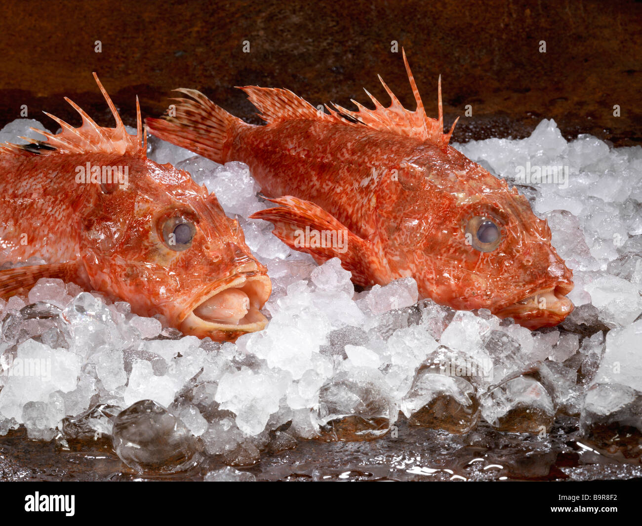 Scorpion fish rascasse rouge hi-res stock photography and images - Alamy