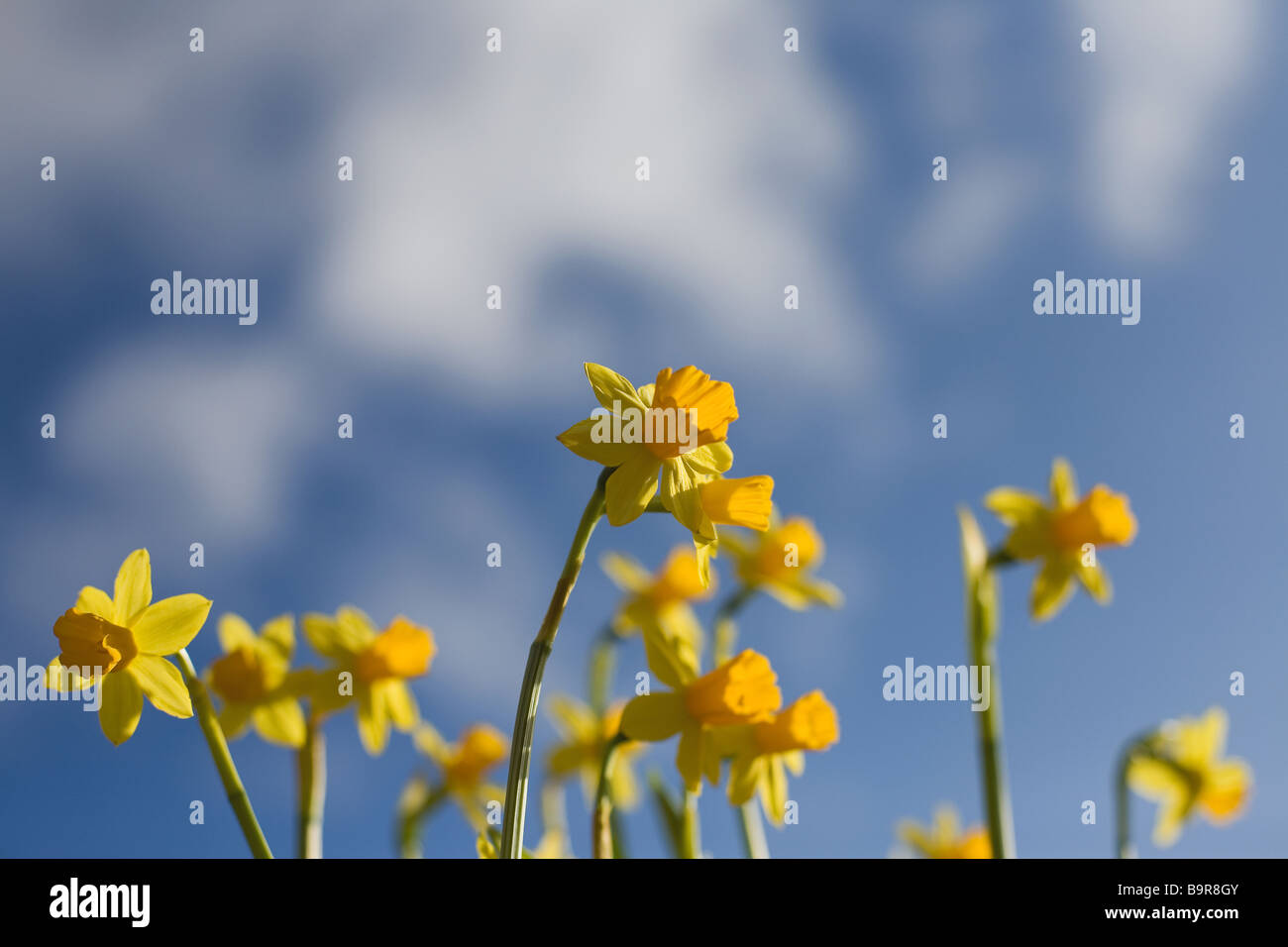 Dutch springtime hi-res stock photography and images - Alamy