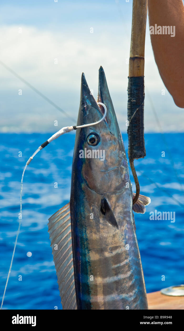 Wahoo fish hi-res stock photography and images - Alamy