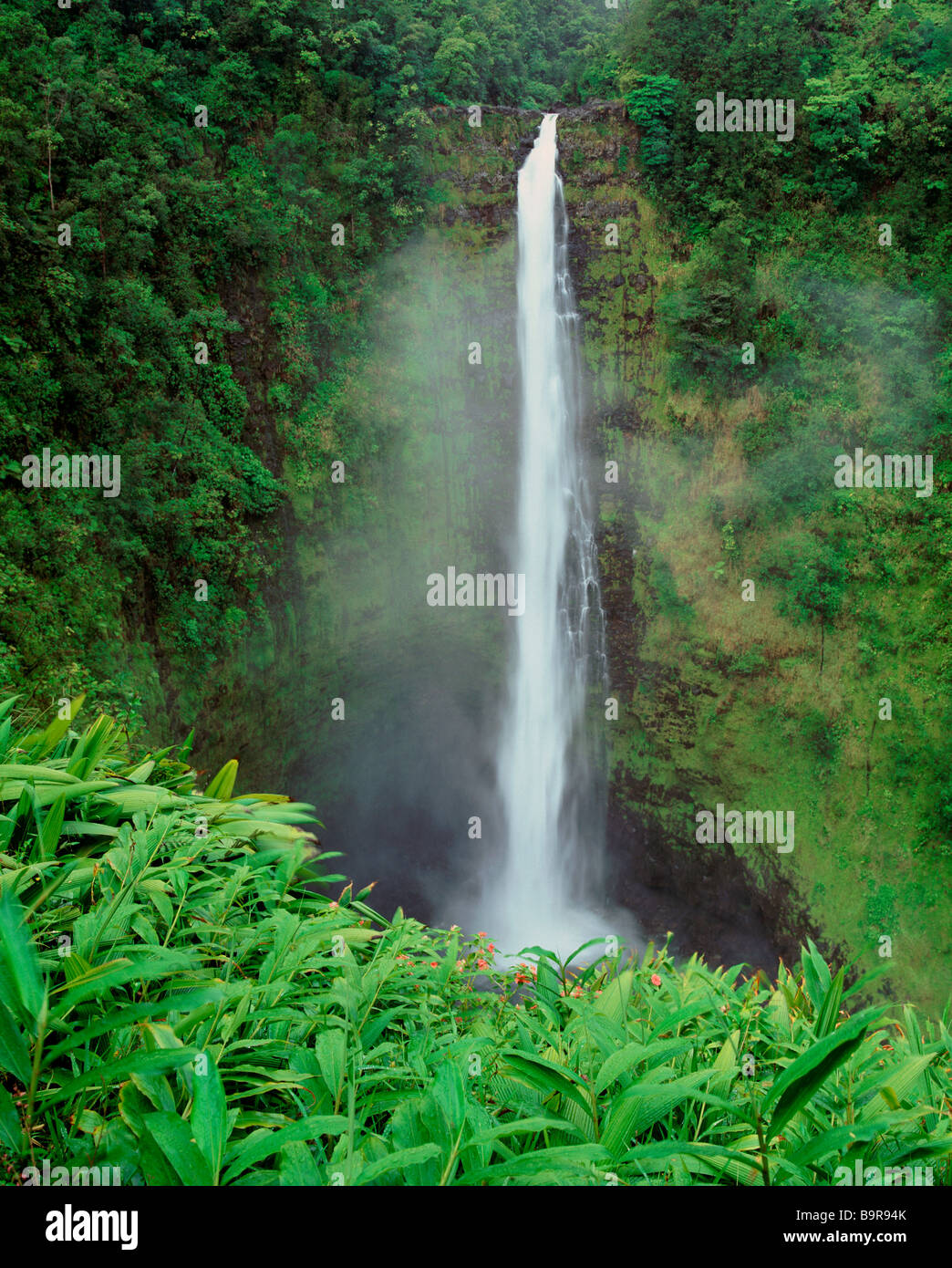 Akaka Falls, Akaka Falls State Park, island of Hawaii, Hawaii Stock ...