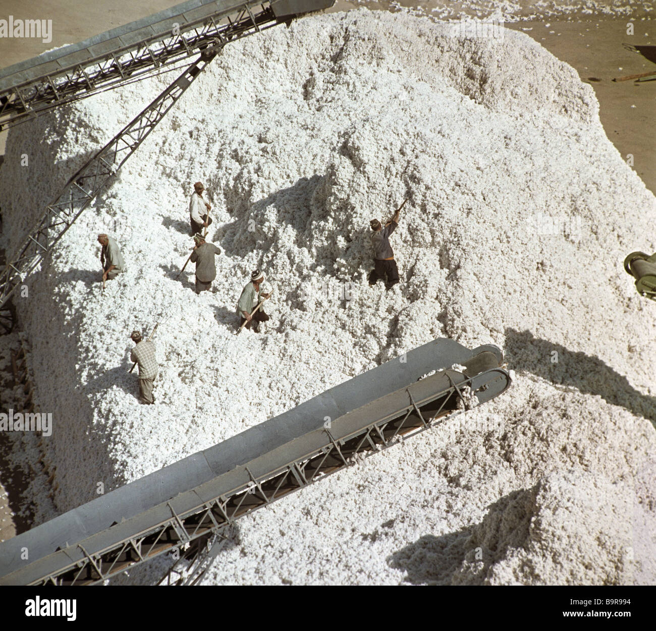 Workers setting up cotton bales Stock Photo - Alamy