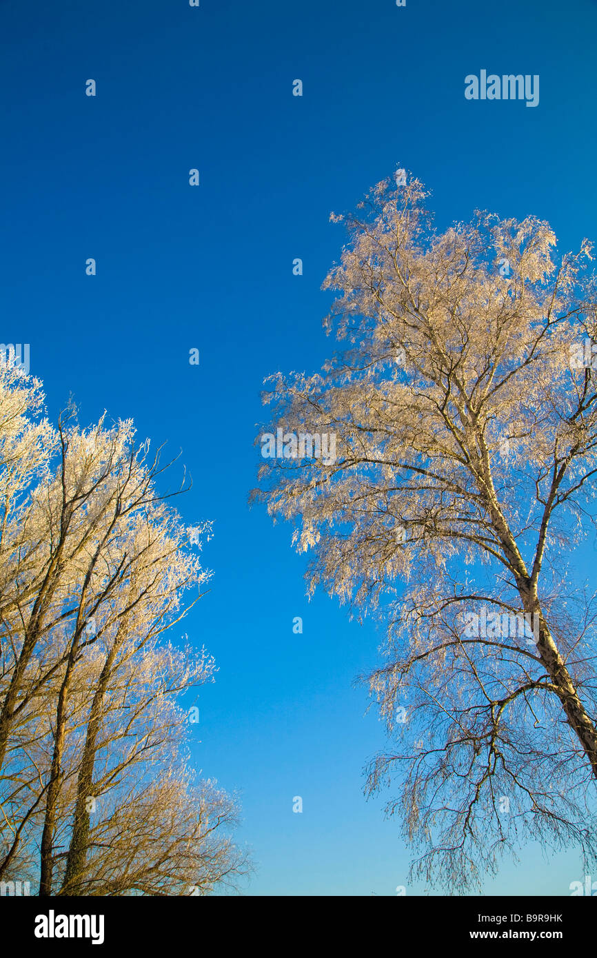 Trees with Frost Stock Photo - Alamy