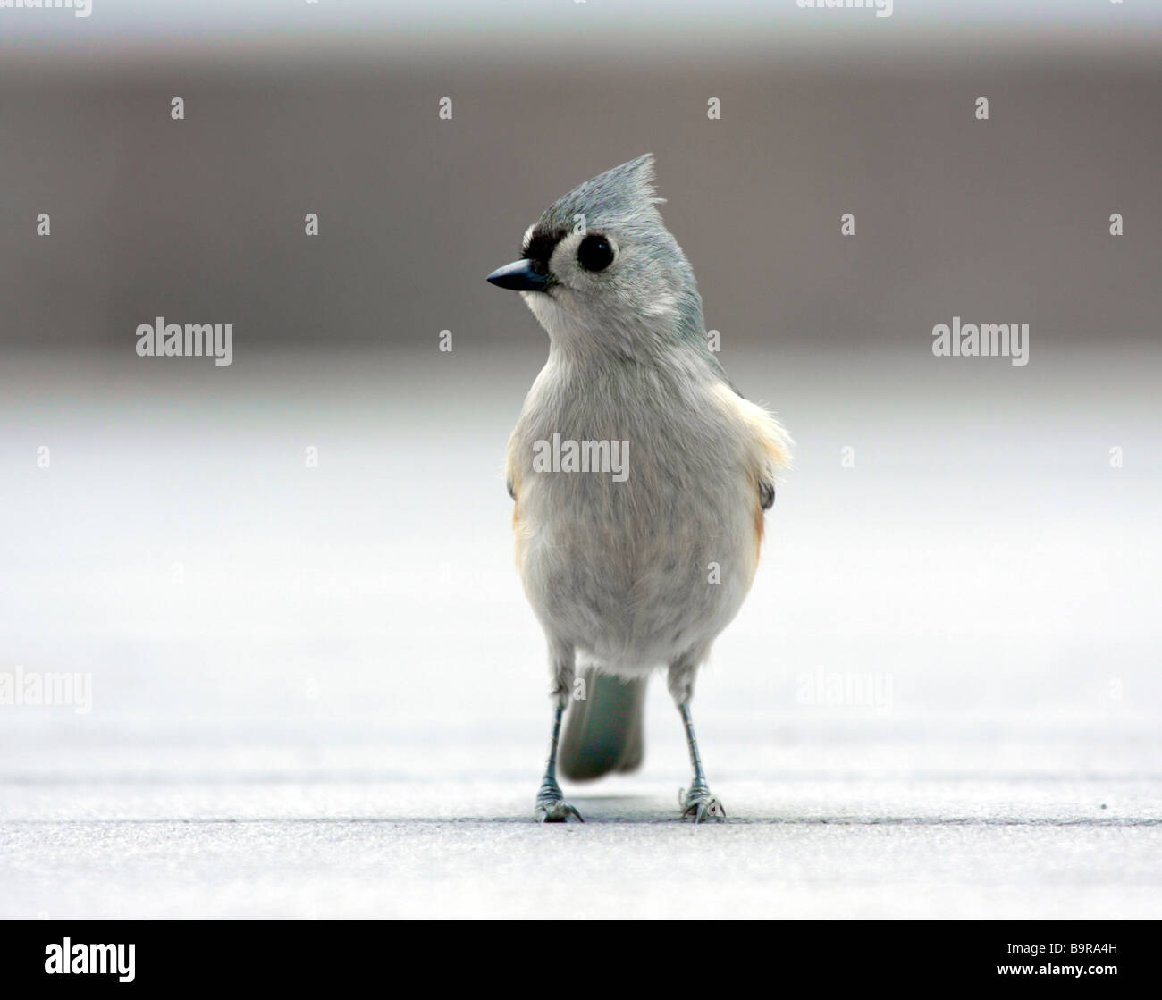 Birds ohio hi-res stock photography and images - Alamy