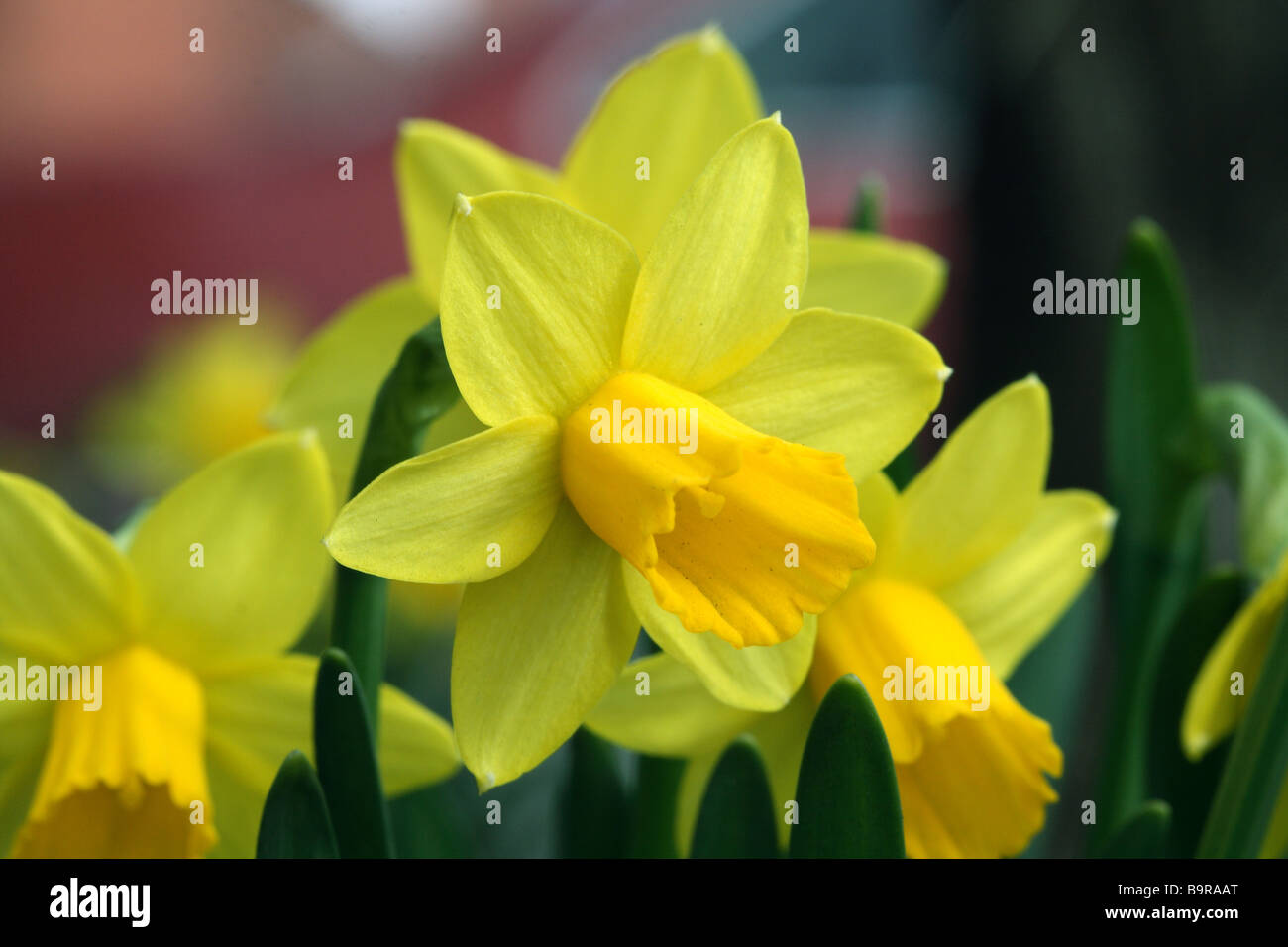 Close-up of Daffodils Stock Photo - Alamy