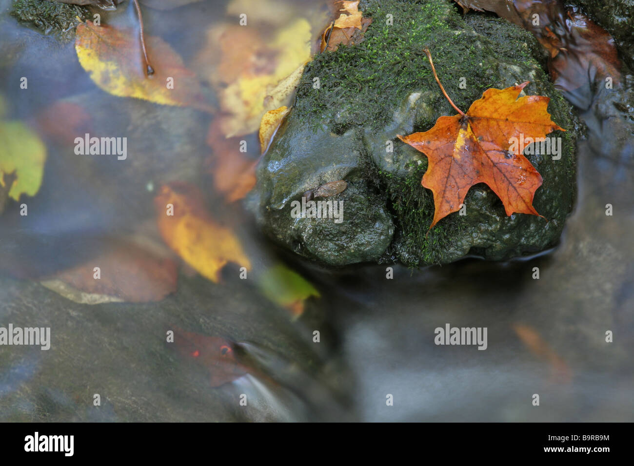 Autumn Leaf on a Rock Stock Photo - Alamy