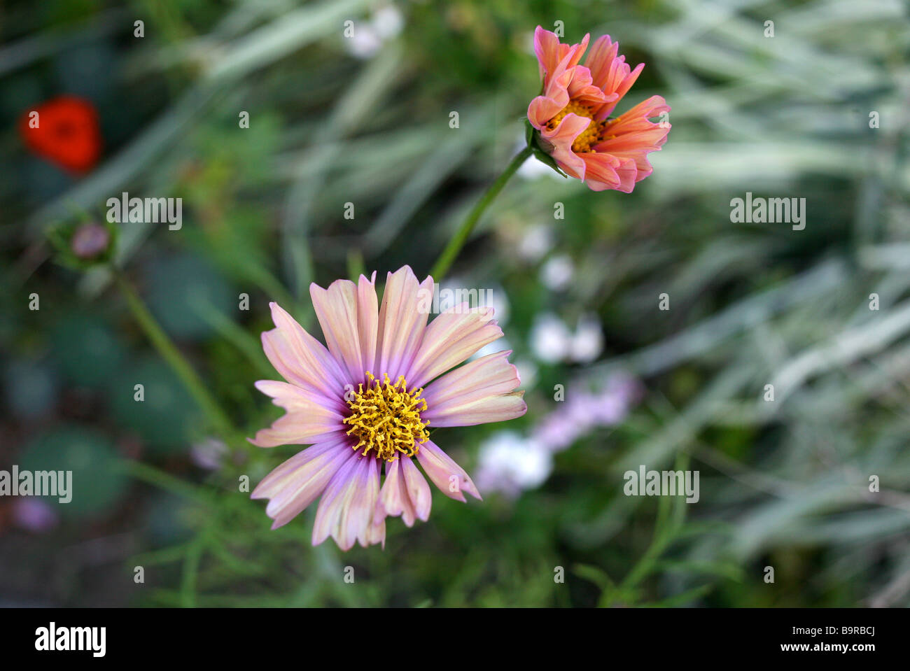 Burpee cosmos hi-res stock photography and images - Alamy