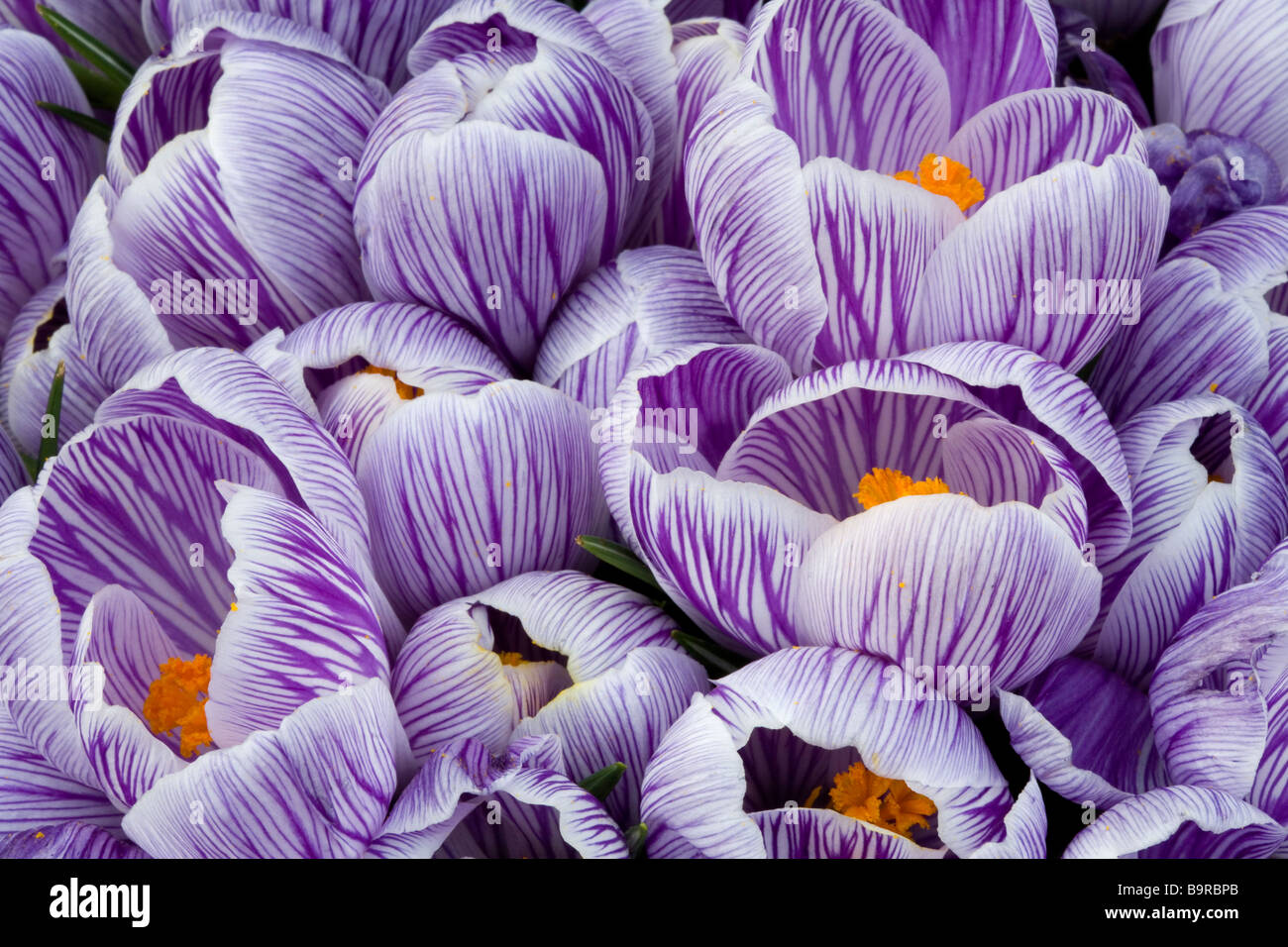 White striped crocus hi-res stock photography and images - Alamy