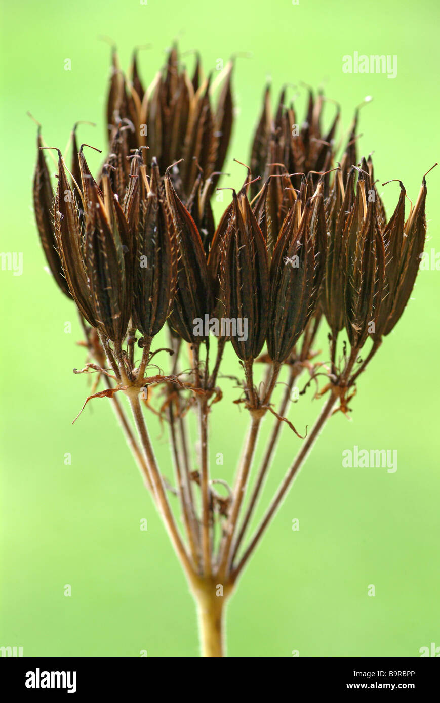 Myrrh plant hi-res stock photography and images - Alamy