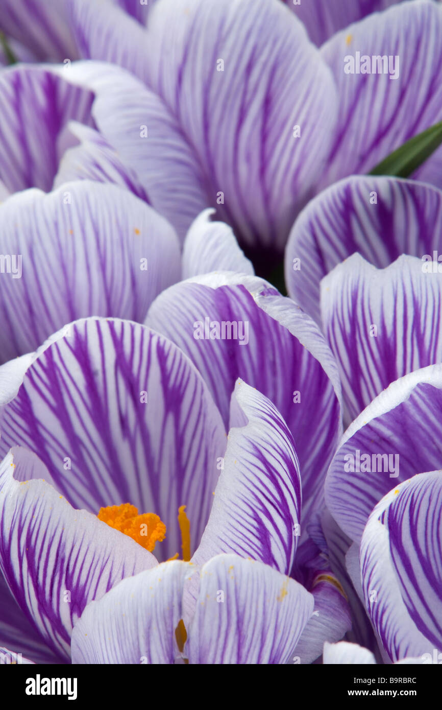 Striped flowers hi-res stock photography and images - Alamy