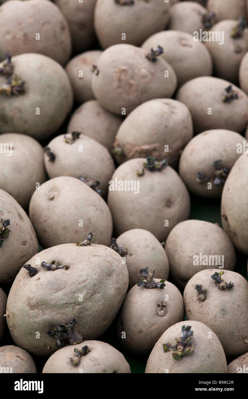 Chittering hi-res stock photography and images - Alamy