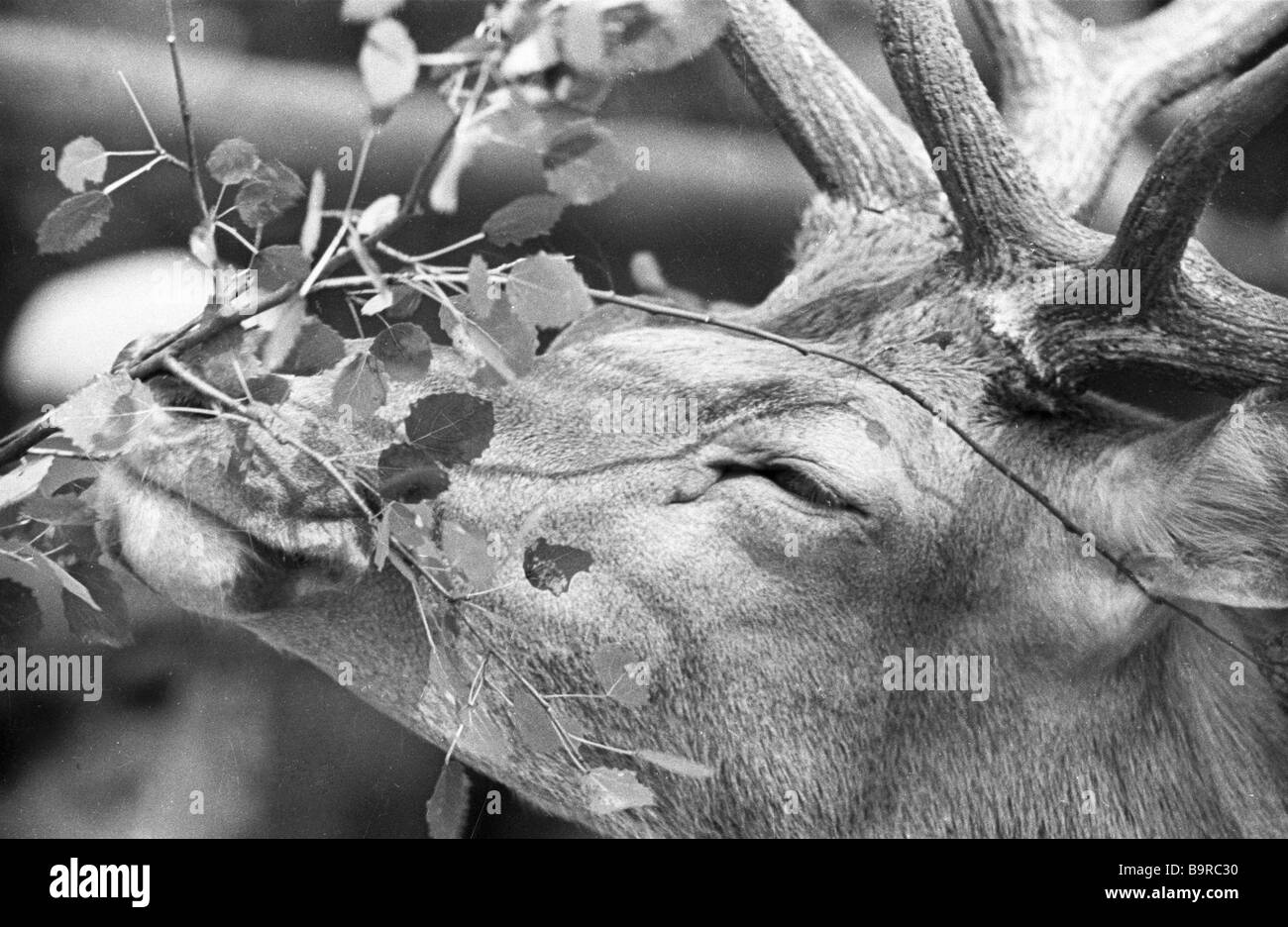 An elk browsing a tree in the Belovezhskaya Pushcha nature reserve ...