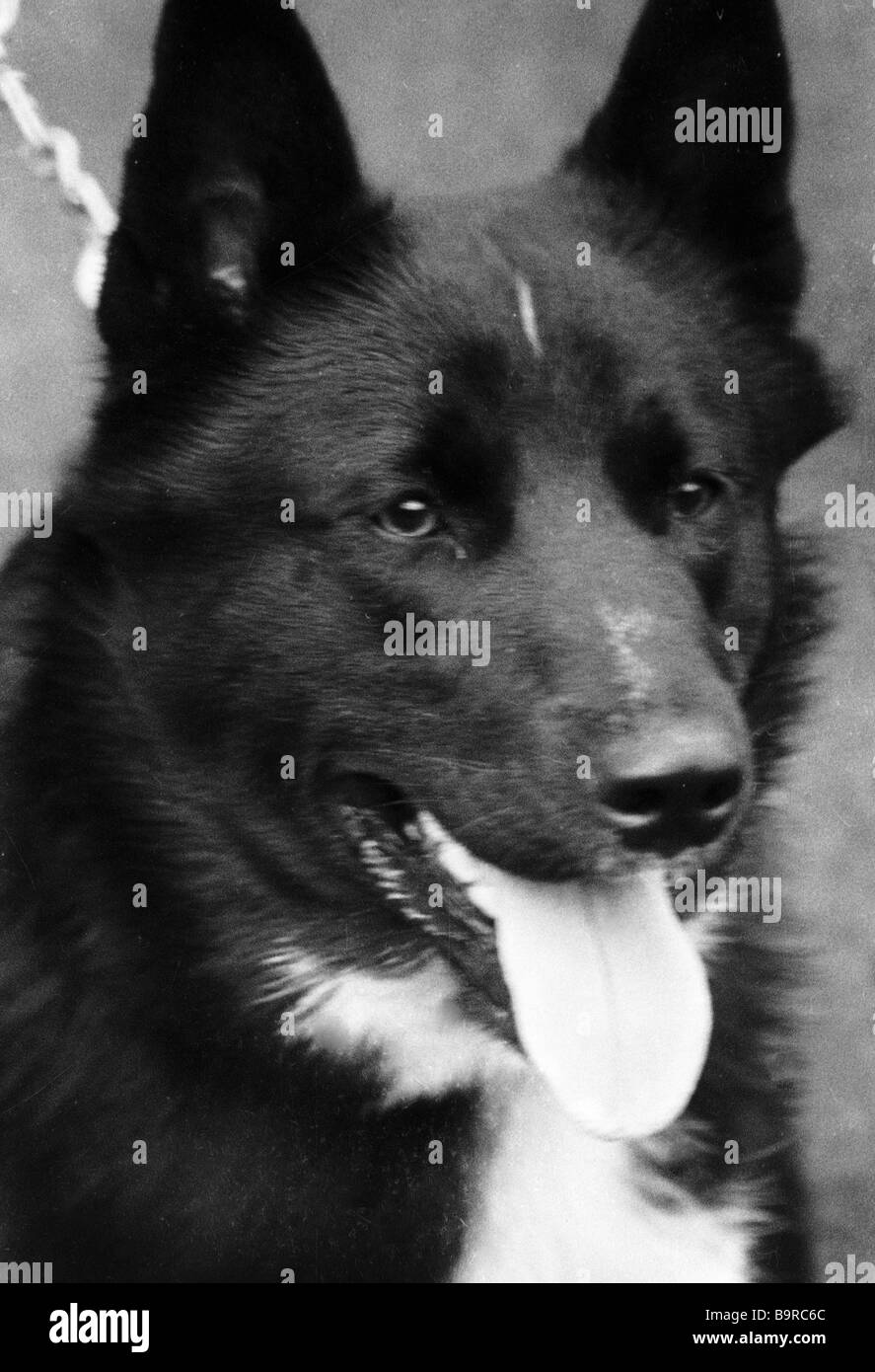 Russian European husky Stock Photo - Alamy
