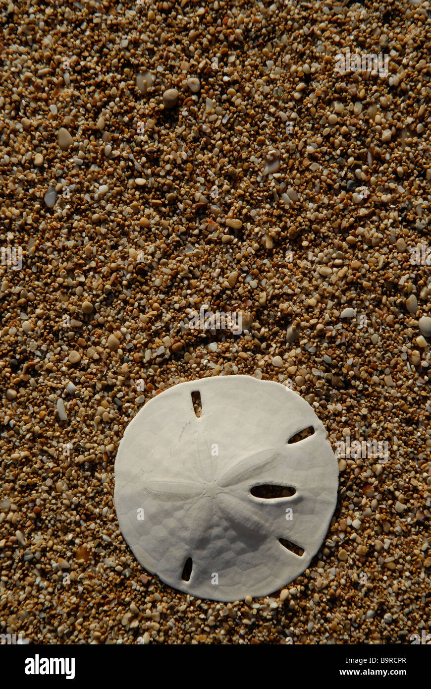 sand dollar on beach Stock Photo - Alamy