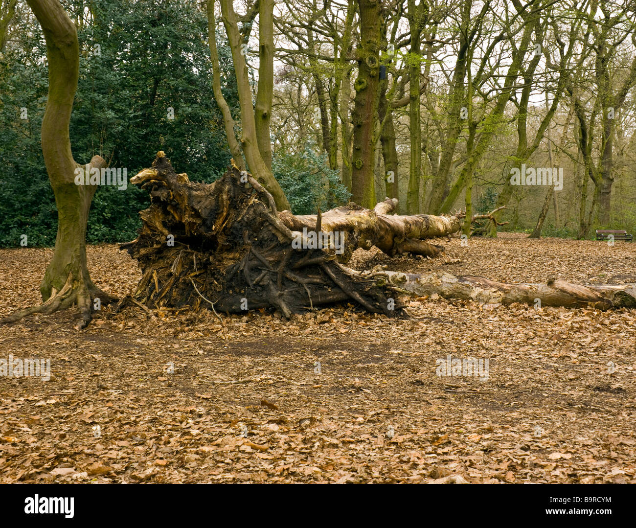 Fallen rotten tree in Highgate wood, North London Stock Photo - Alamy