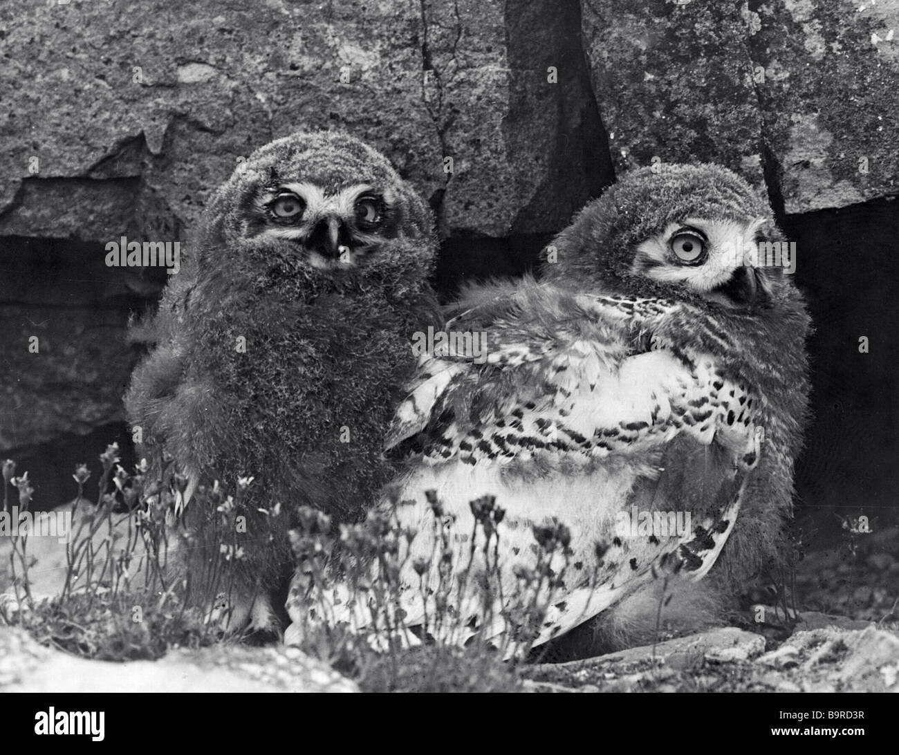 Polar owl nestlings Stock Photo - Alamy