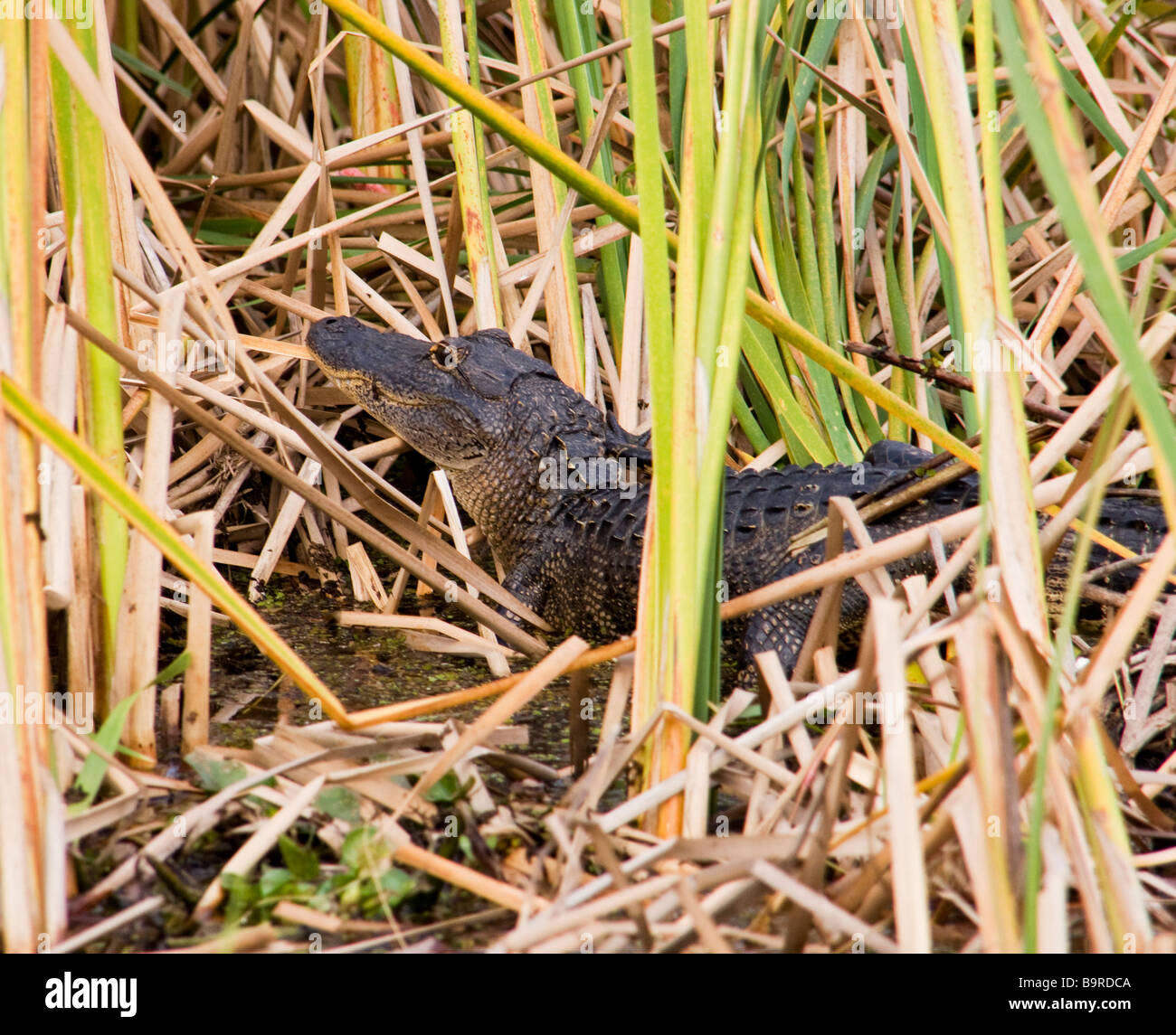 Alligator lying in everglades,Florida,USA Stock Photo - Alamy