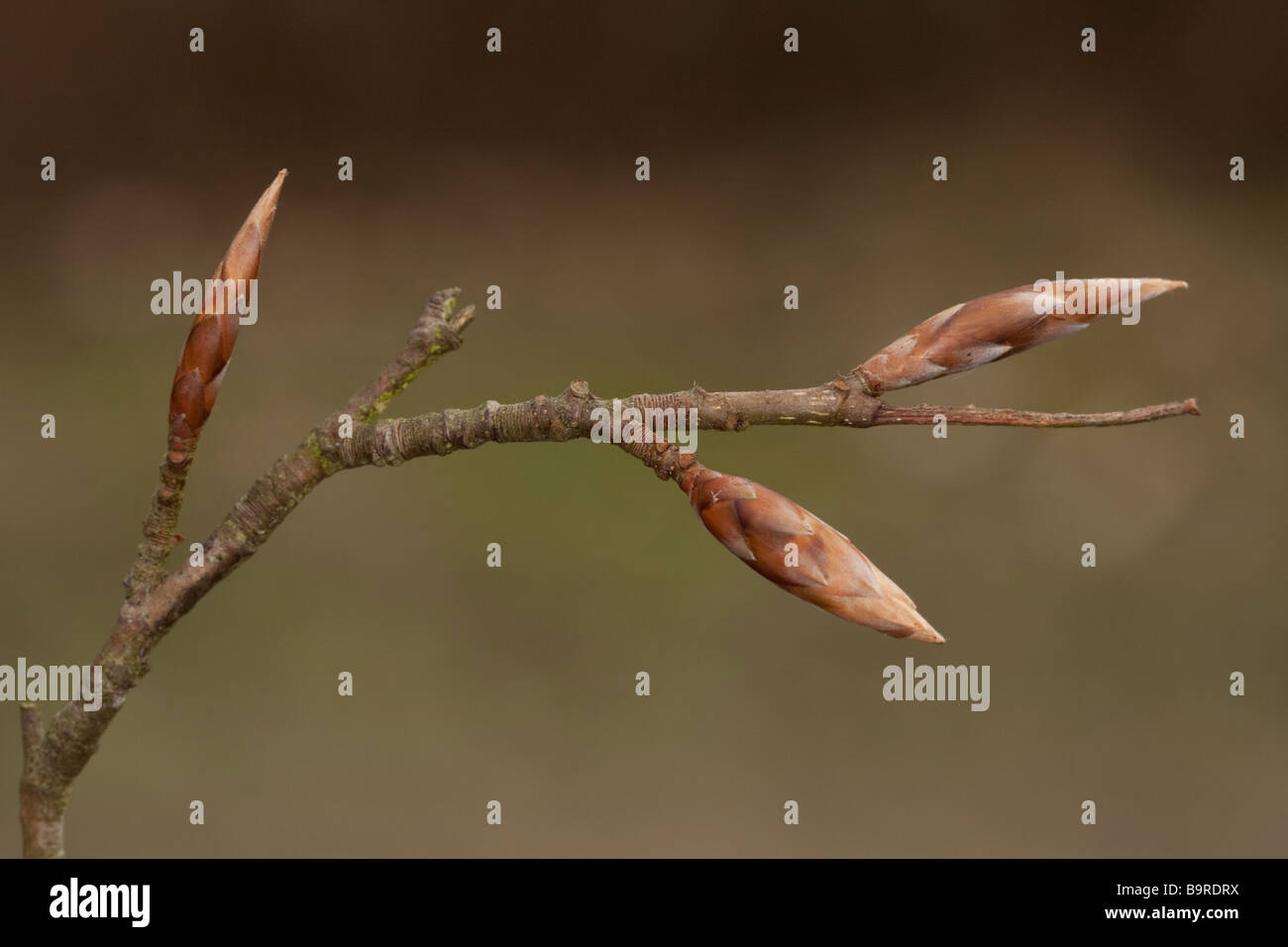 The pointy buds of a Beech tree Stock Photo - Alamy