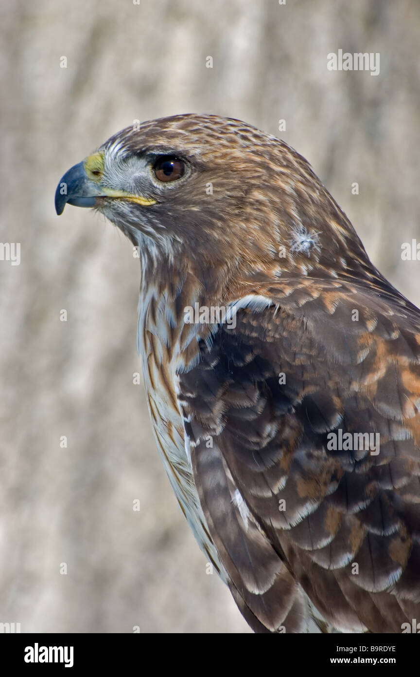 Bird raptor predator hi-res stock photography and images - Alamy