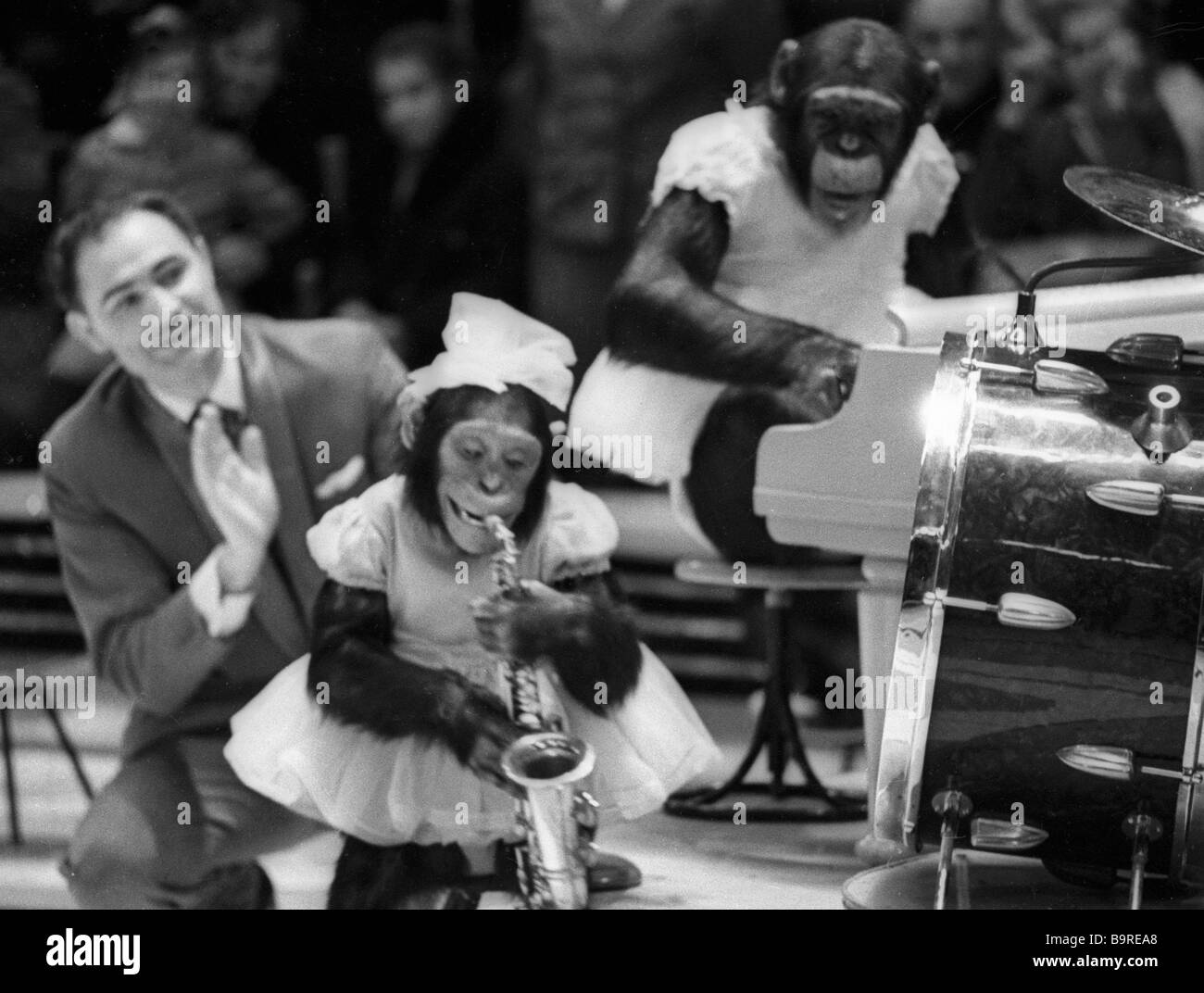 Performing apes play jazz in the circus Stock Photo - Alamy