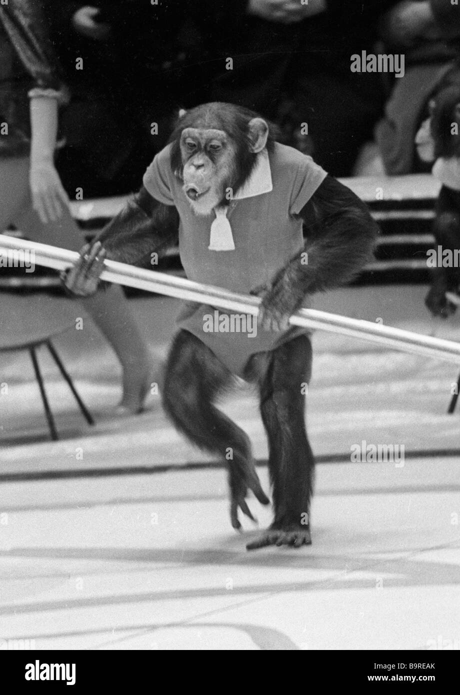 A performing monkey in the circus Stock Photo - Alamy